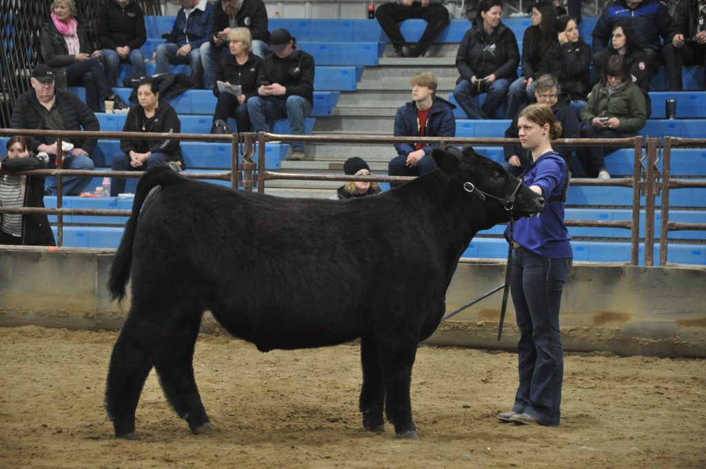 Gallery - Saskatchewan Beef Expo