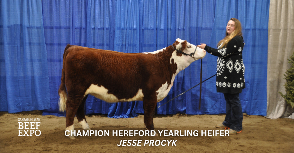 Heifer Show - Saskatchewan Beef Expo