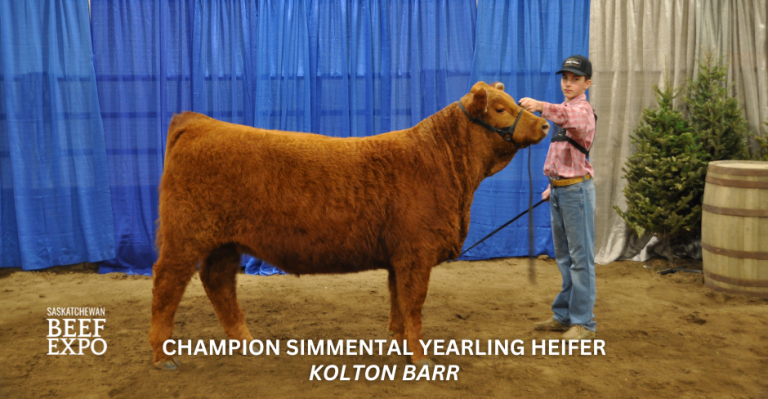 Heifer Show - Saskatchewan Beef Expo