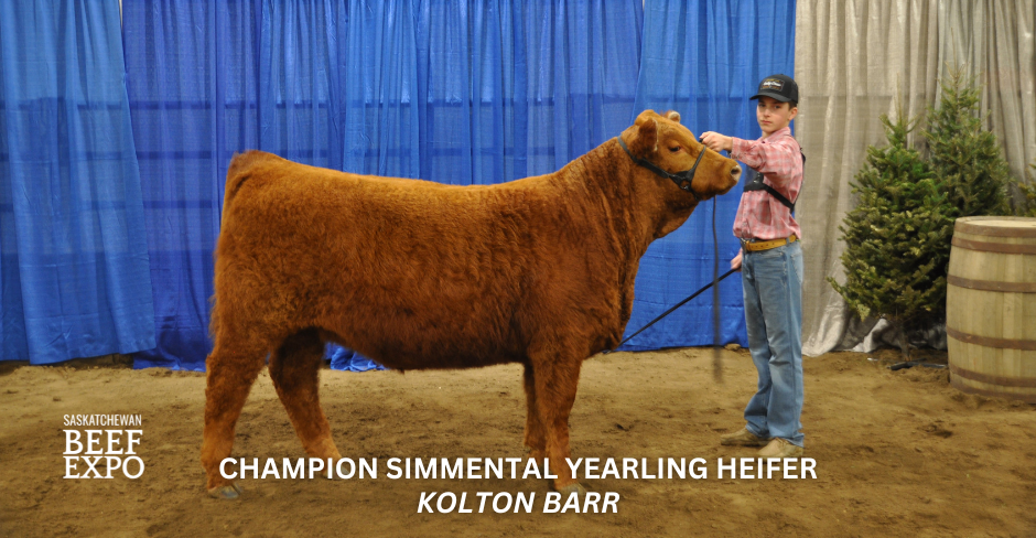Heifer Show - Saskatchewan Beef Expo