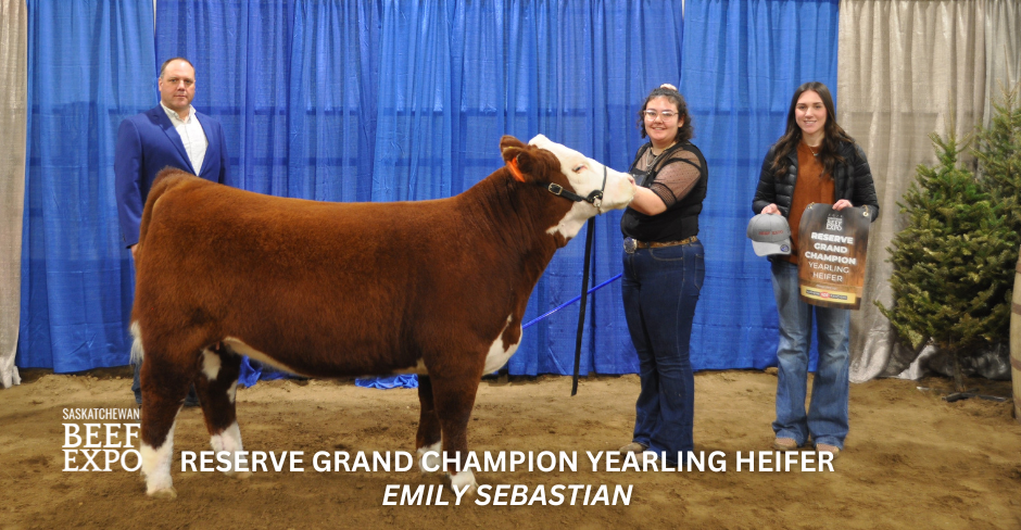 Heifer Show - Saskatchewan Beef Expo