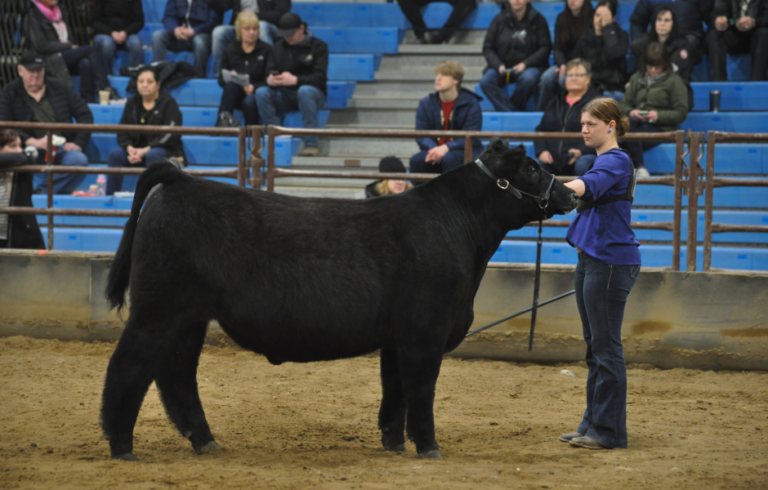 Heifer Show - Saskatchewan Beef Expo