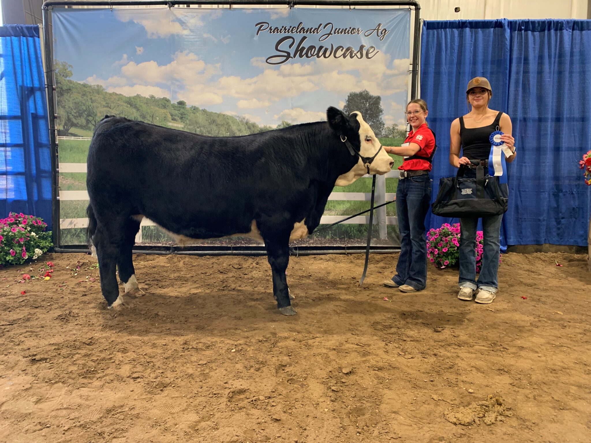 Finished Steer Results - Junior Ag Showcase